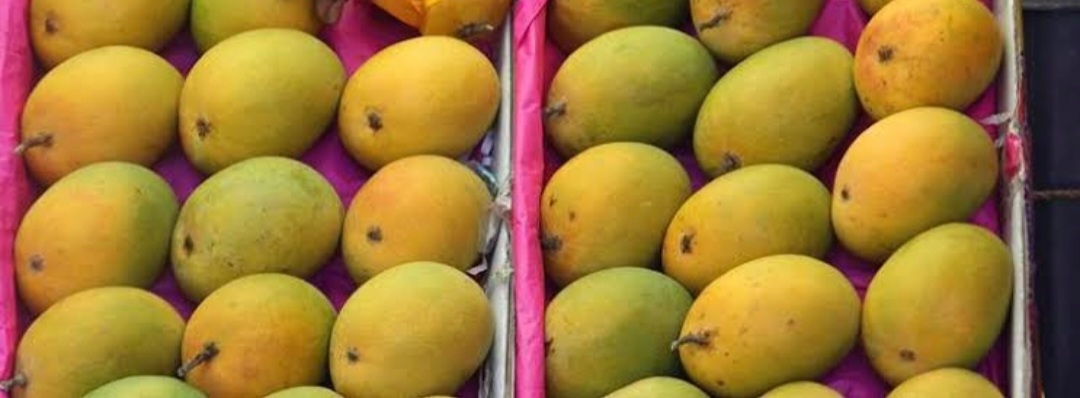 Hapus Mango Now Available At Rs 400 To Rs 800 Per Dozen In Pune Retail ...