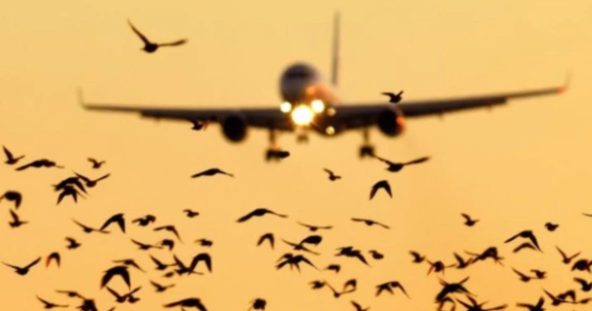 BNHS Study: Migratory Birds Avoid Aircraft Flight Paths Near Navi ...