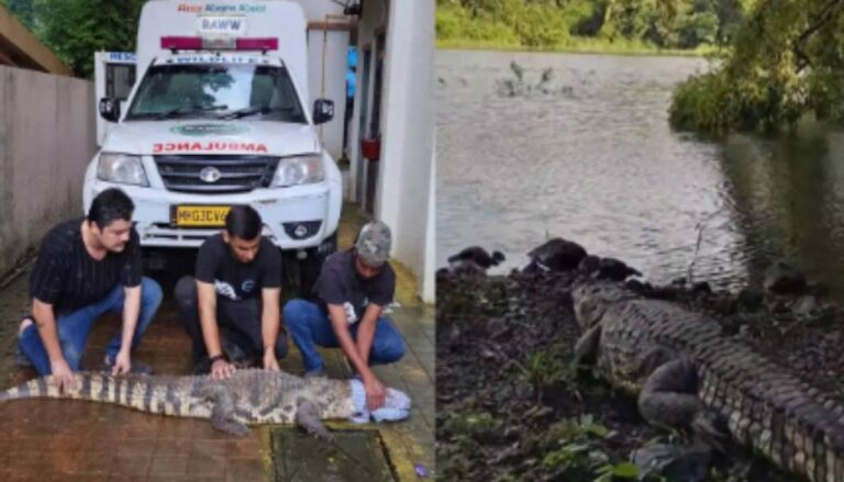 Nine-Foot Crocodile Rescued from Mulund Residential Complex in Mumbai - Mumbaikar News